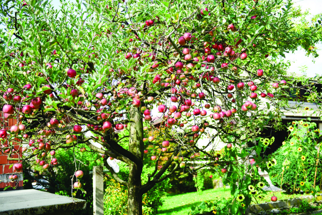 How to Start a Fruit Farm Business - Grit